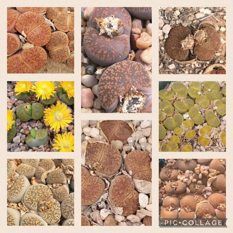 Lithops seed | Discover Rare Succulent Plants at Vivian Lithops Garden